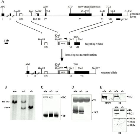 Deletion Of 93 Of The Coding Region Of The Mouse Chromosomal Map1b Download Scientific Diagram