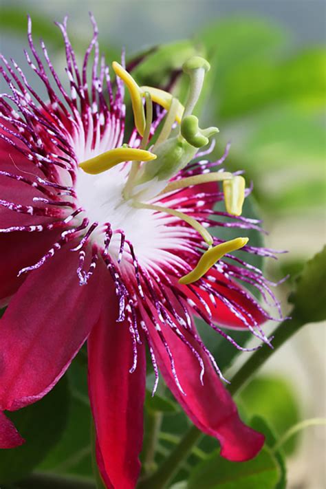 Buy Lady Margaret Red Passion Flower Vine Free Shipping Wilson Bros Gardens 1 Gallon Pot