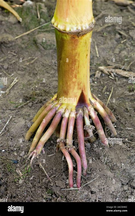 Corn Adventitious Roots Zea Mays These Roots Are Also Known As Prop Roots And Provide The