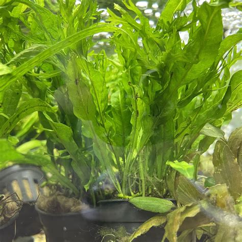 Java Fern Windelov Mississauga Aquarium