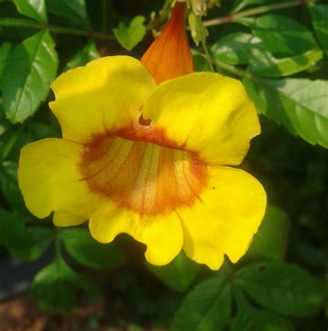 දෙනුජ මල් පැල තවාන
