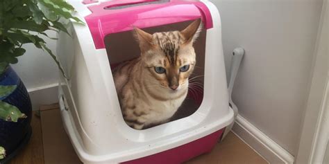 Miralax For Cats Uses Dosage And Side Effects