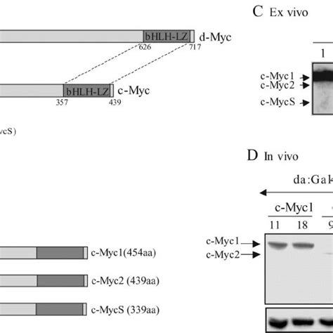 Structure And Expression Of C Myc Proteins A Block Diagrams Compare Download Scientific