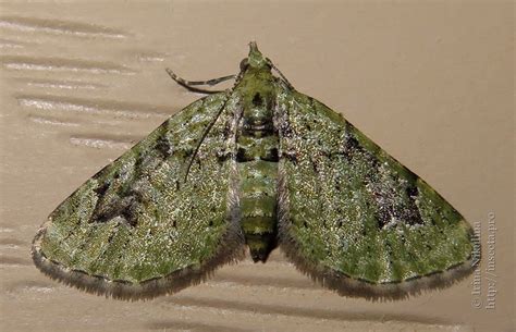 Photo 59896 Chloroclystis V Ata