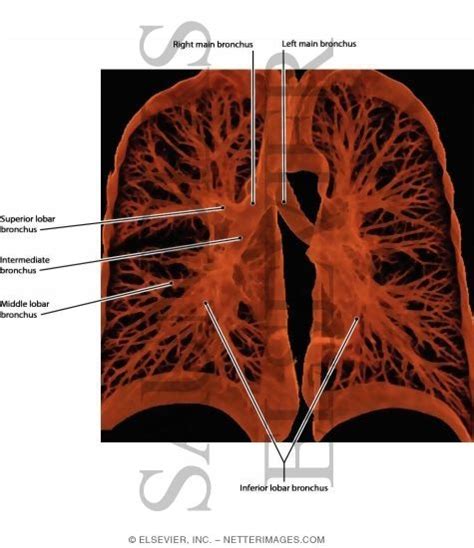 Intermediate Bronchus