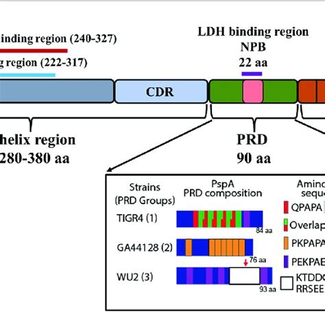 Domain Structure Of Pspa Illustration Shows The N Terminal Signal
