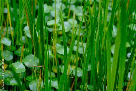 Centella Asiatica Commonly Known As Gotu Kola Brahmi Indian