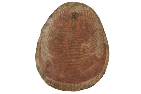 Lot 20 A Large Paradoxides Trilobite Fossil