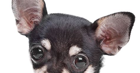 견종 탐구 치와와 Chihuahua 치와와의 별명이 작은 몸 속의 큰 개인 까닭