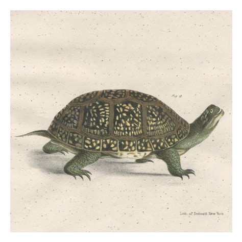Tortugas Impresión antigua original pintada a mano 1842 Etsy