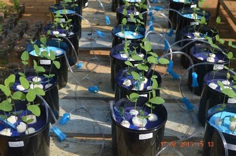 Experimental Set Up Arrangement With Attached Aerators Download