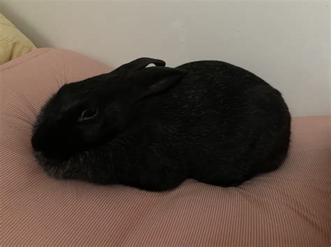 Loaf R Rabbits