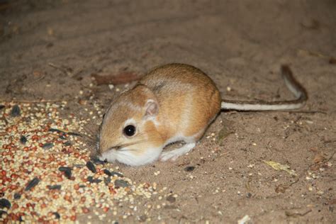 An Ords Kangaroo Rat Dipodomys Ordii From The Sandhills Region Of