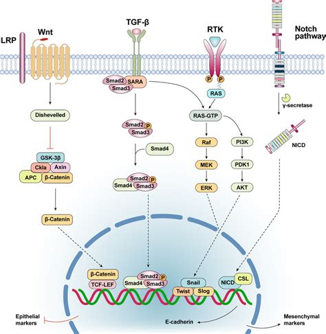 Wntβ Catenin Signaling Pathway After Activation Of The Representative