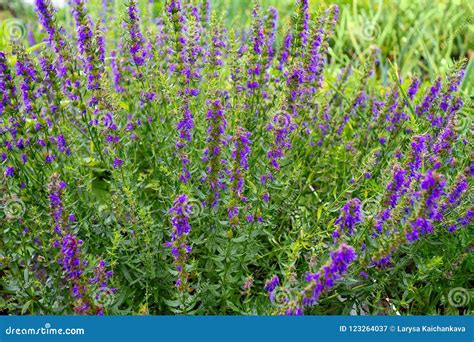 Hyssopus Officinalis Hyssop Flowering Plant Royalty Free Stock