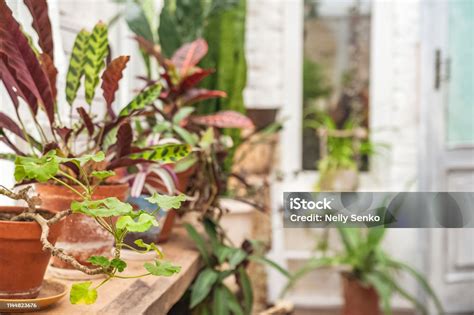 실내 식물 온실의 아름 다운 자연 배경입니다 도시 정글 휴식과 휴식을 위한 장소 난초 냄비에 실내 식물 0명에 대한 스톡 사진 및 기타 이미지 Istock