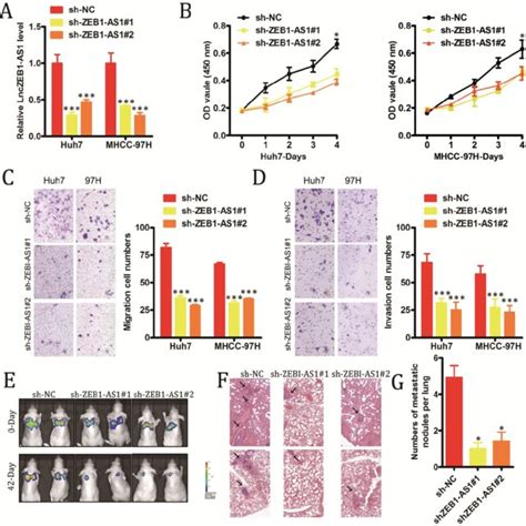 Lnczeb1 As1 Promotes Hcc Cell Growth And Metastasis A Confirmation