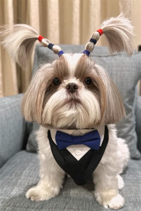 15 Dog Grooming Styles For Shih Tzu (With Pictures)