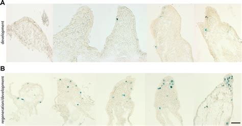 Figures And Data In Recurrent Turnover Of Senescent Cells During