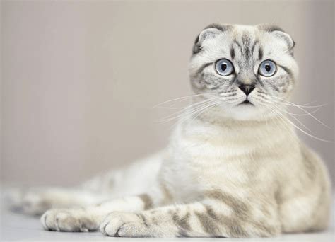 Jenis Jenis Kucing Peliharaan Terpopuler Dan Gambarnya InfoAkurat