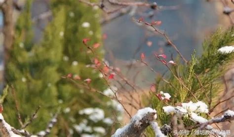 育華速覽冬季到育華來賞雪 每日頭條