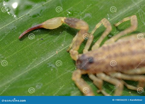 A Scorpion Pincer Pedipalp Up Close Swimming Scorpion Chinese