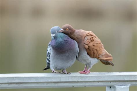 Do Birds Mate With Their Siblings Discover The Secrets Spark Lark