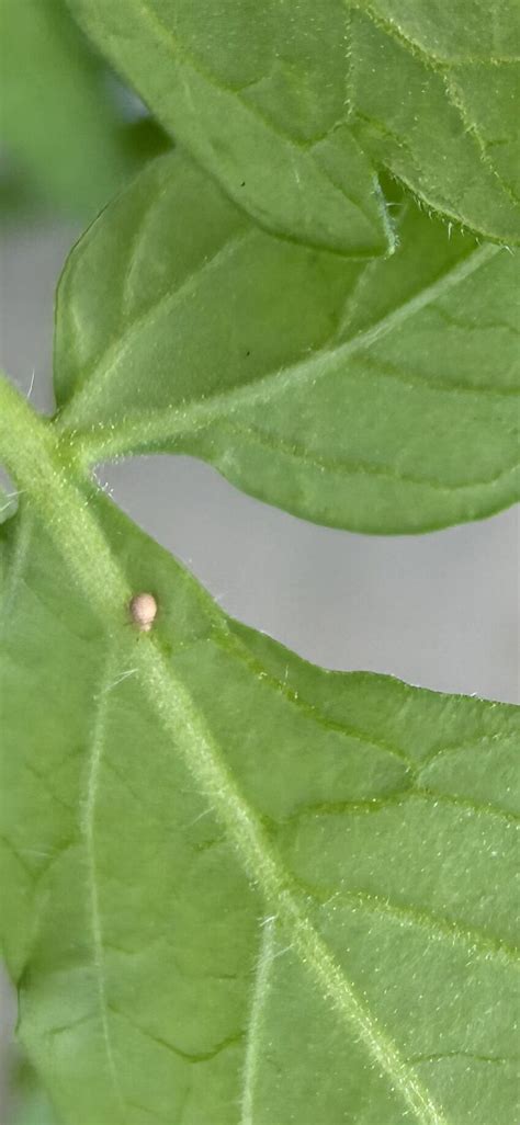 Brian Sioen On Linkedin The Cereal Oat Bankers We Started At Proplant Propagation A Few Months…