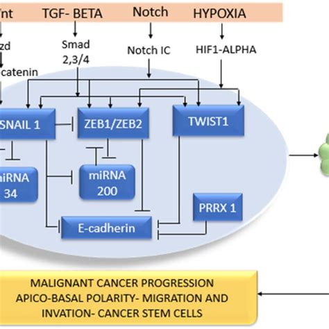 Signaling Pathway Involved In Emt Program Download Scientific Diagram