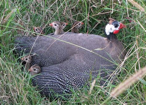 Guinea And Keets Rural Ramblings
