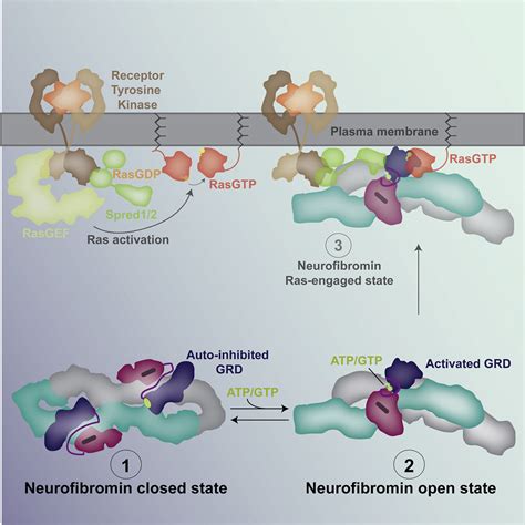 Structural Basis Of Activation Of The Tumor Suppressor Protein Neurofibromin Molecular Cell