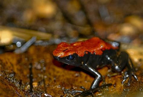 16 Beautiful But Deadly Poisonous Frogs Frog Poison Frog Tree Frogs