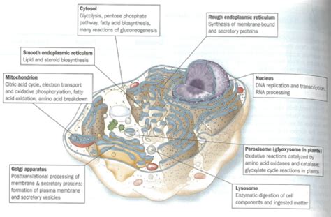 Carbohydrate Metabolism 1 Glycogenesis And Glycogenolysis Flashcards
