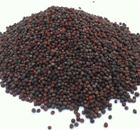 Organic Canola Seeds For Agriculture Cooking Packaging Type