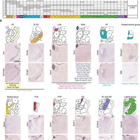 Summary Of Proposed Organization Of Thalamic Complex Based On Gene