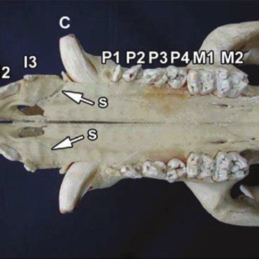Showing Permanent Dentition In Upper Jaw Of Adult Pig Skull S Suture