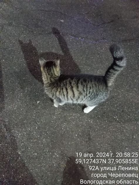 Чистенькой полосатый молодой котенок на ЗООПАТРУЛЬ Потеряшки г Череповец