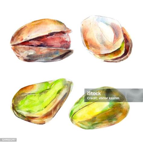 피스타치오 너트 손으로 그린 수채화 일러스트 세트 포장 상품 식품의 디자인을위한 요소 흰색 배경에 격리된 개체입니다 0명에 대한 스톡 벡터 아트 및 기타 이미지 Istock