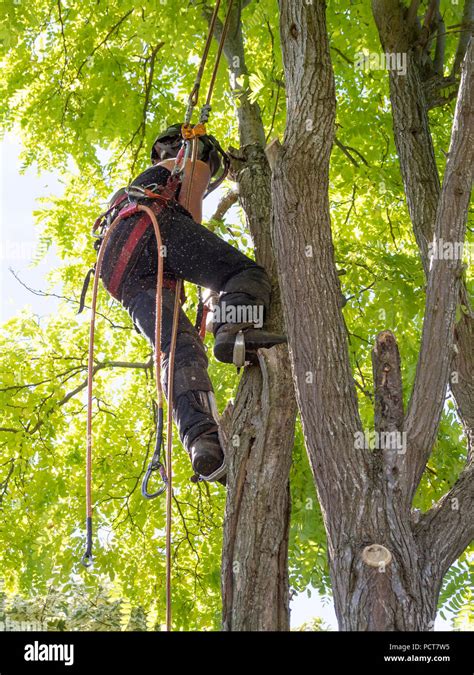 Working Female Tree Surgeon Safely Roped To A Tree Stock Photo Alamy