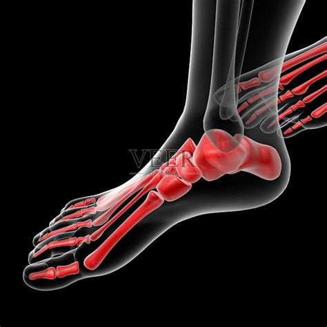 女性足部骨的3d渲染图照片摄影图片