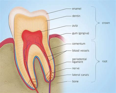Root Canals Lost Sierra Dental