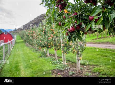 Ripe Ruby Red Apples Among Green Leaves With Farm Field On Blur
