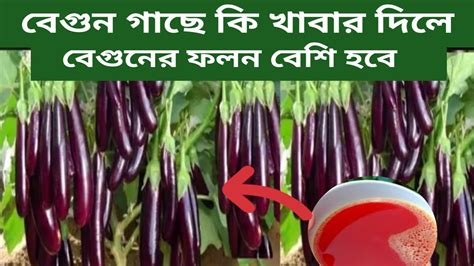 বেগুন গাছে কি খাবার দিলাম বেগুন গাছের বেশি ফলনের জন্য কি খাবার দিলাম