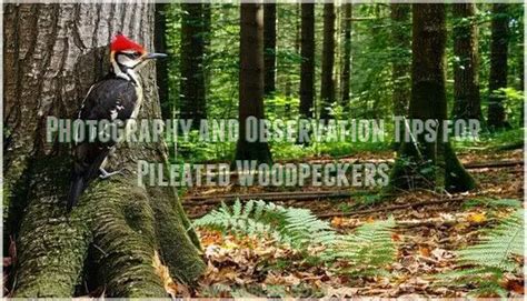 How To Attract Pileated Woodpeckers Habitat Food And Water