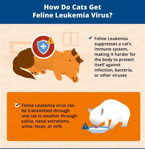 Cat Leukemia Causes Signs And Treatment Canna Pet