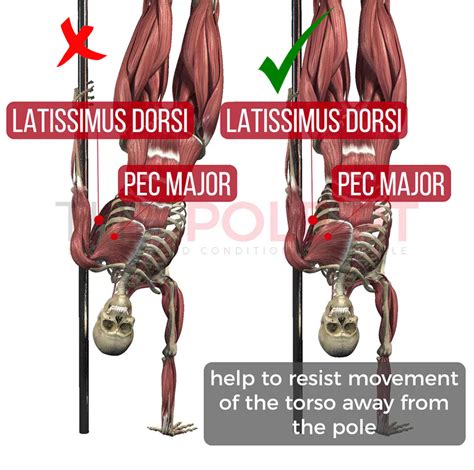 Happy Handstanding │pole Anatomy Handstand The Pole Pt