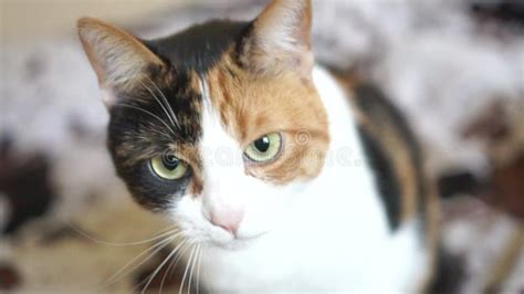 A Calico Cat With A Green Eye Stares At The Camera The Cat Is Sitting