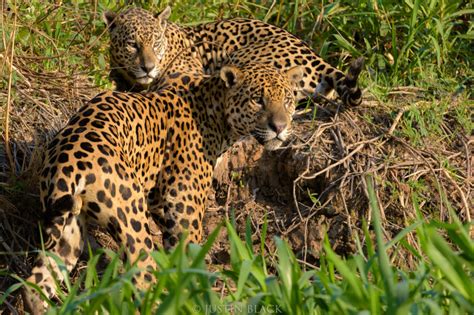 Visionary Wild Jaguars Of The Pantanal Iguazu Falls