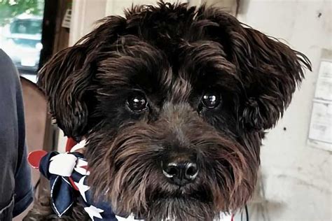 Module Programming Flashing Bradleys Auto Service