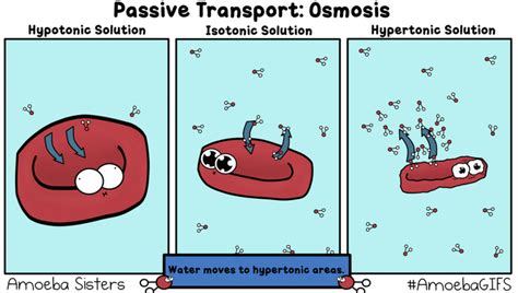 Cell Processes Life Science Review